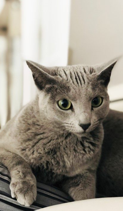 The Governing Council of the Cat Fancy - SDS Ltd